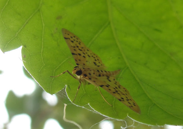 Yellow Peach Moth | Project Noah