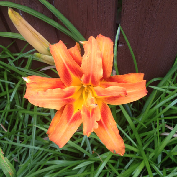 Heirloom Double Orange Daylily | Project Noah