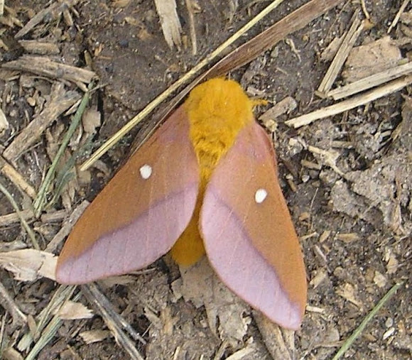 Orange Tipped Oakworm Moth | Project Noah