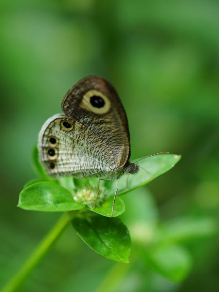 White Four-ring Butterfly | Project Noah