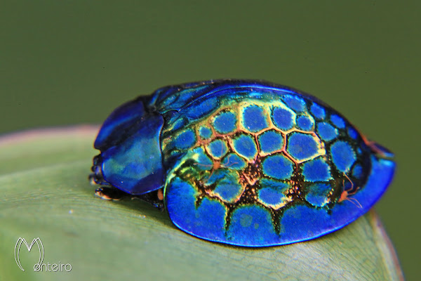 Imperial Tortoise Beetle | Project Noah