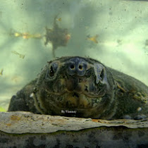 Indonesian's Local Turtle & Tortoise | Project Noah