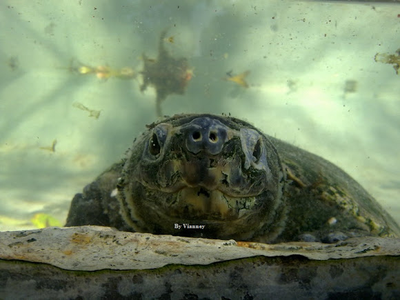Malayan Giant River Turtle / Biuku | Project Noah