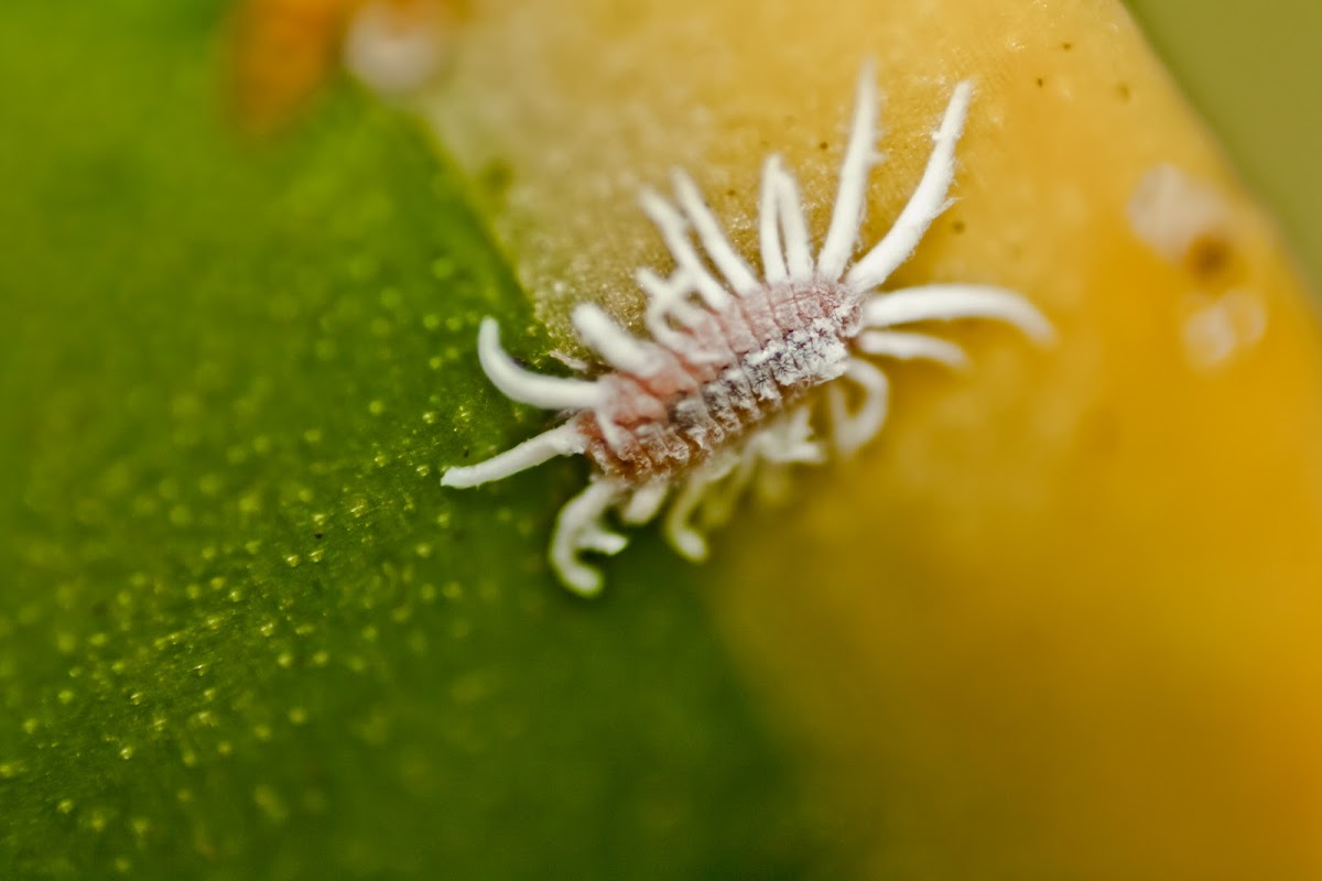 Mealy bugs or woolly aphid | Project Noah