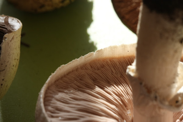 Meadow mushroom | Project Noah