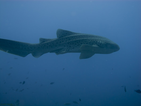 Zebra (leopard) Shark | Project Noah