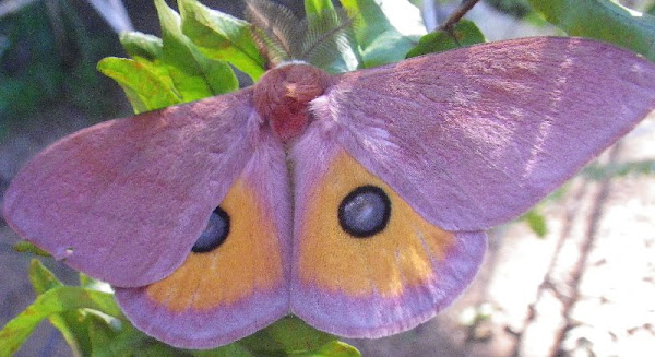 Pygmy Emperor Moth | Project Noah