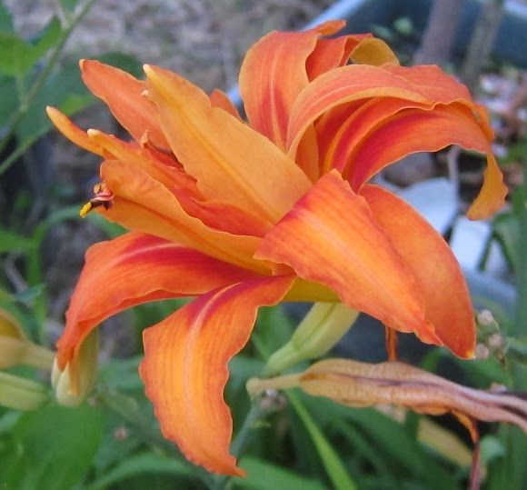 Double Daylilies | Project Noah