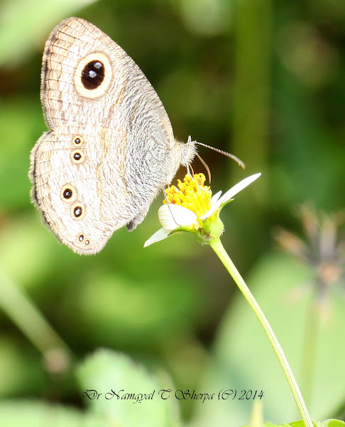 Common Five-ring | Project Noah