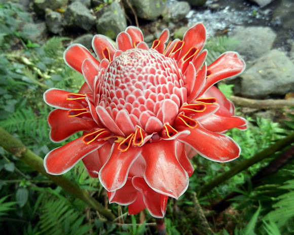 Torch Ginger | Project Noah