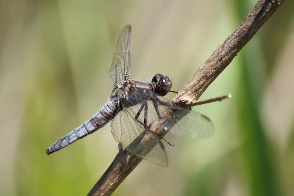 Blue Corporal | Project Noah