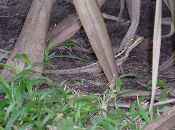 Brown basilisk | Project Noah