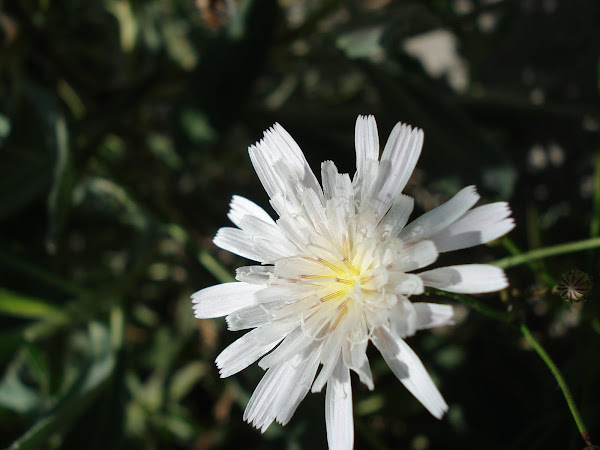 California chicory | Project Noah