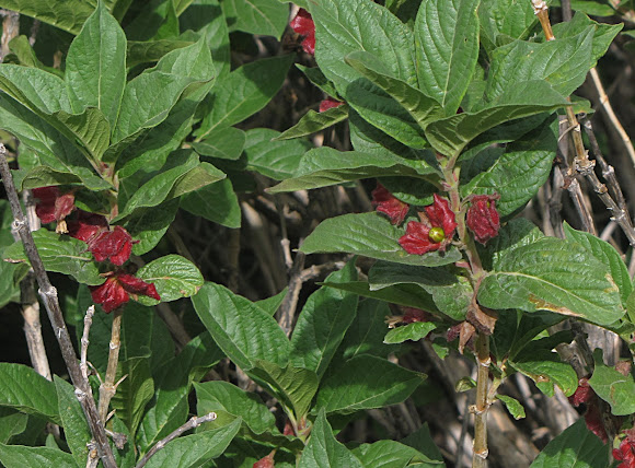 Twinberry | Project Noah