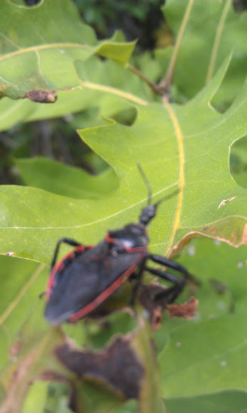 Bee assassin | Project Noah