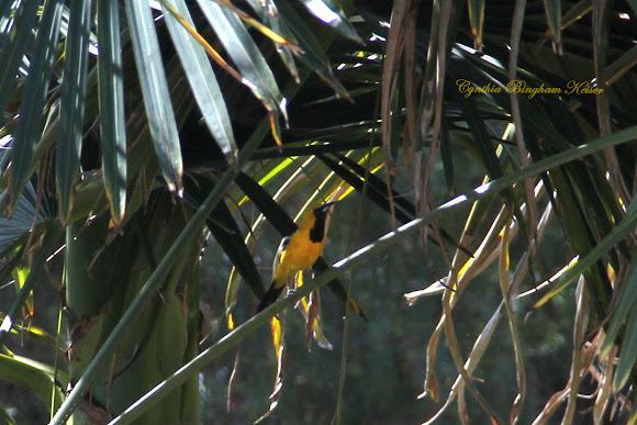 (Male) Hooded Oriole | Project Noah