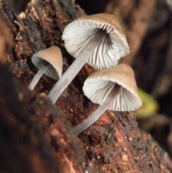 Bonnet fungus | Project Noah