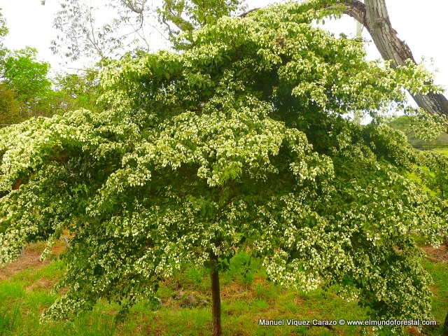 madroño or sálamo tree | Project Noah