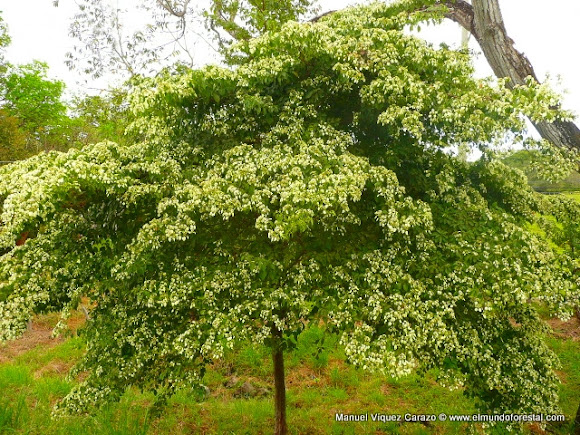 madroño or sálamo tree | Project Noah