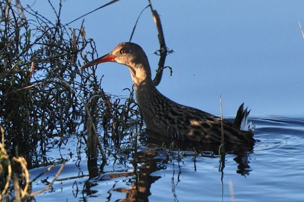 Clapper Rail | Project Noah
