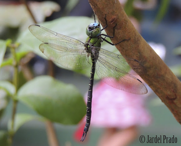 Libelinha | Project Noah