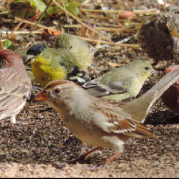 White-crowned Sparrow immature | Project Noah