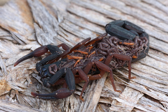 Florida Bark Scorpion | Project Noah
