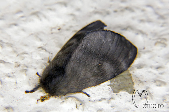 Hylesia moth | Project Noah