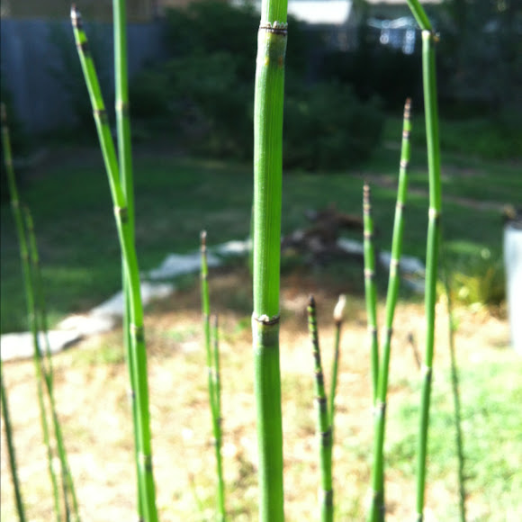 Common Scouring-rush | Project Noah