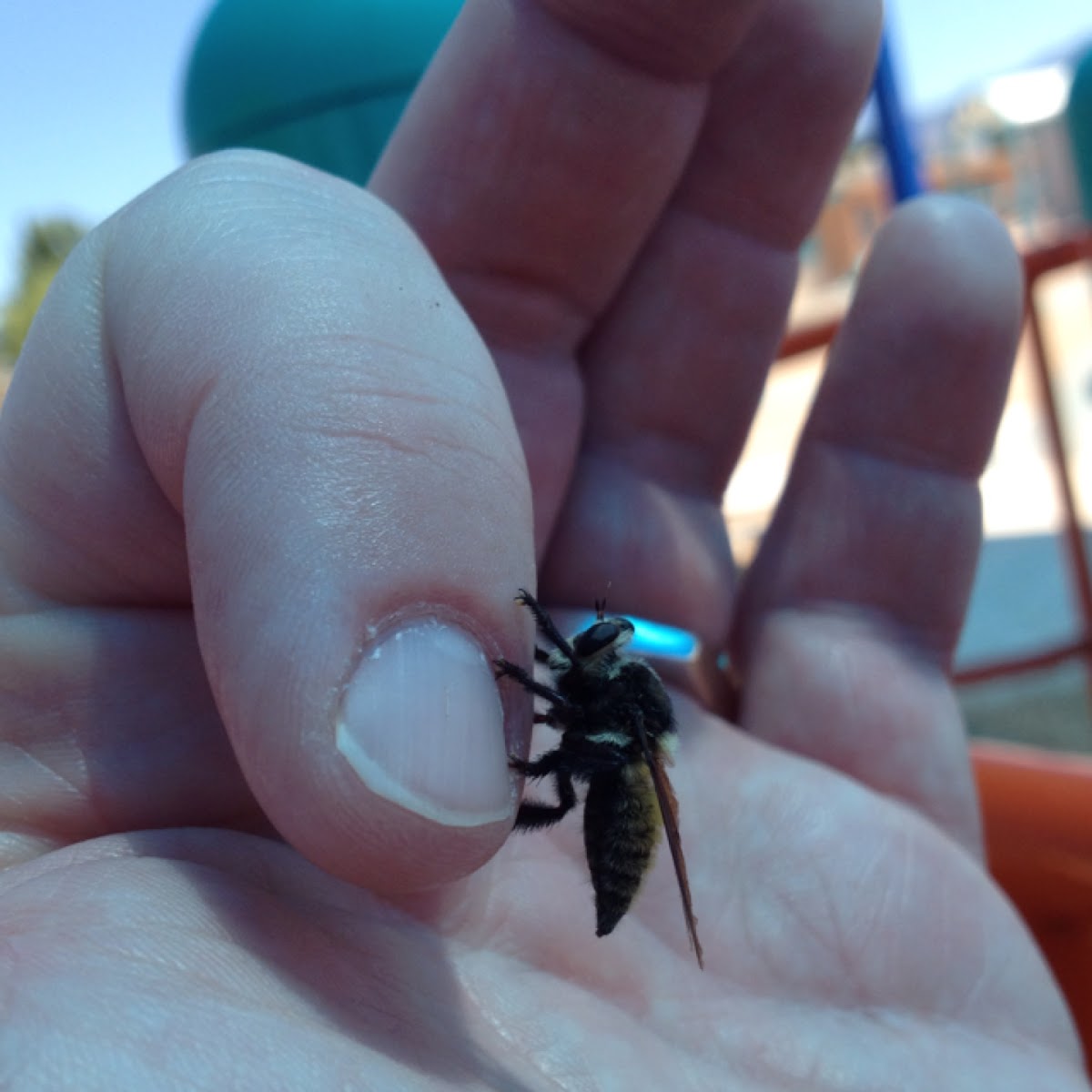 Robber fly | Project Noah