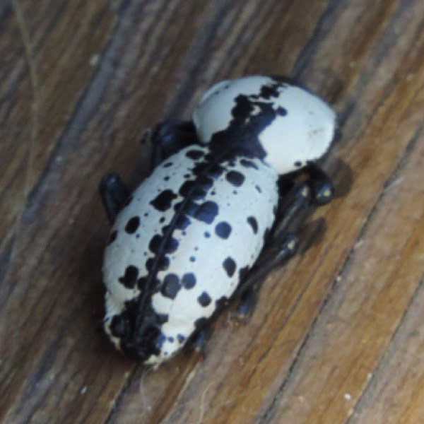 Iron Clad Beetle | Project Noah