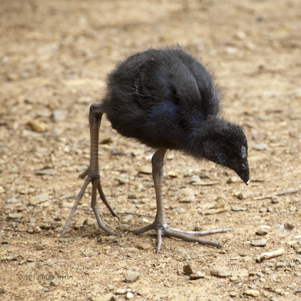 Purple Swamphen Chick | Project Noah
