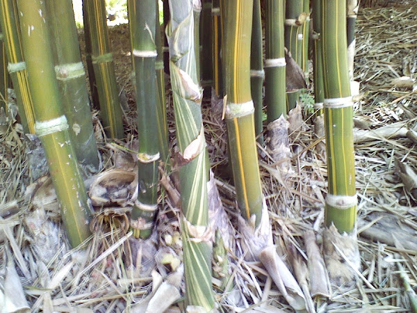 Bengal Bamboo | Project Noah