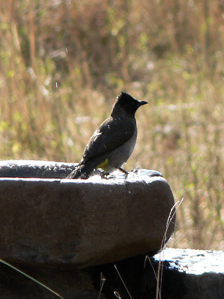 Black-Eyed Bulbul | Project Noah