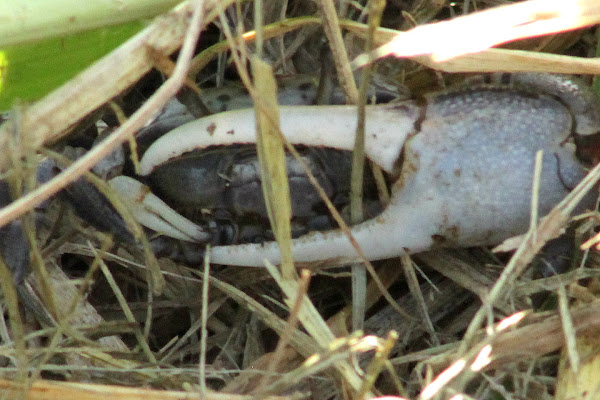 Sand Fiddler Crab | Project Noah