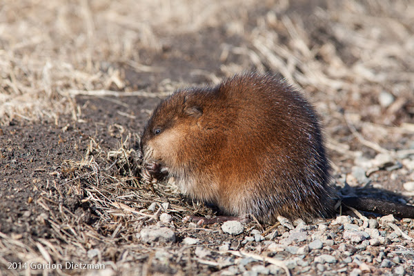 Muskrat | Project Noah