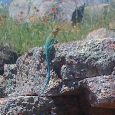 Blue Collared Lizard | Project Noah