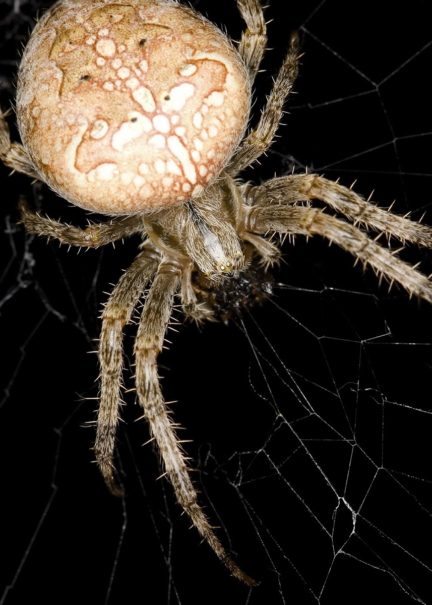European garden spider | Project Noah
