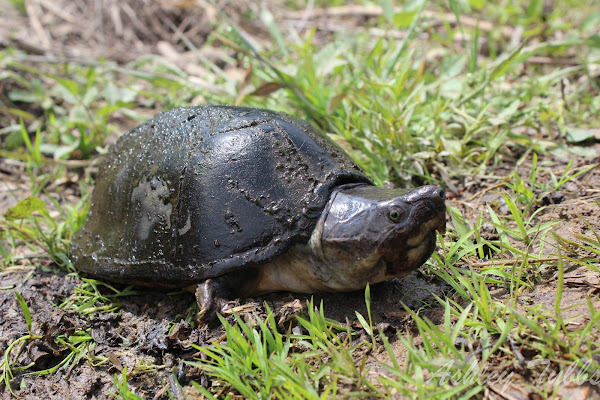 Razorback Musk Turtle | Project Noah