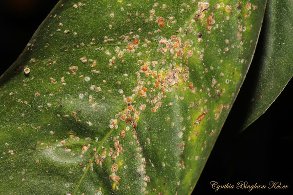 California Red Scale | Project Noah