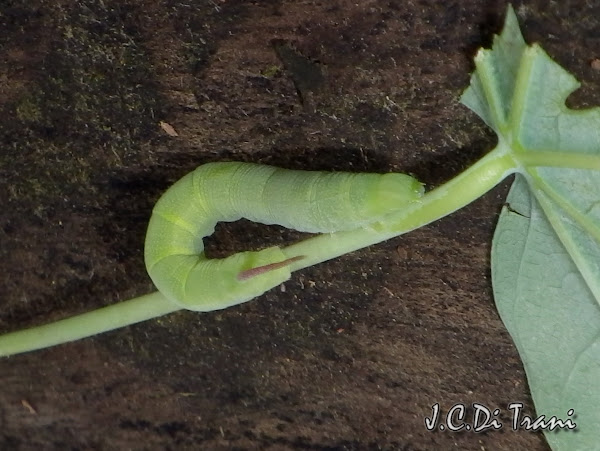 Sphingid Caterpillar | Project Noah