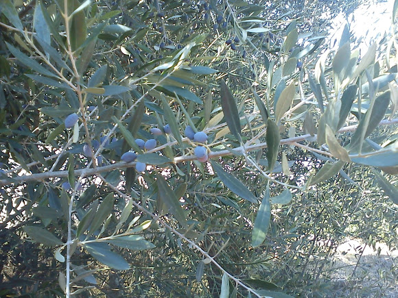 Olive Tree | Project Noah