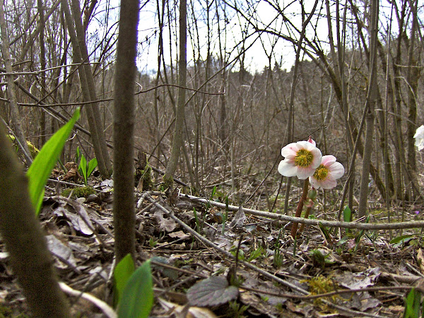 Black hellebore/Črni teloh | Project Noah