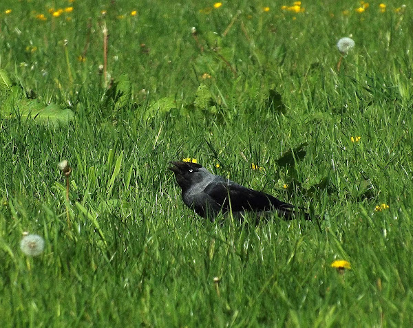 Jackdaw | Project Noah