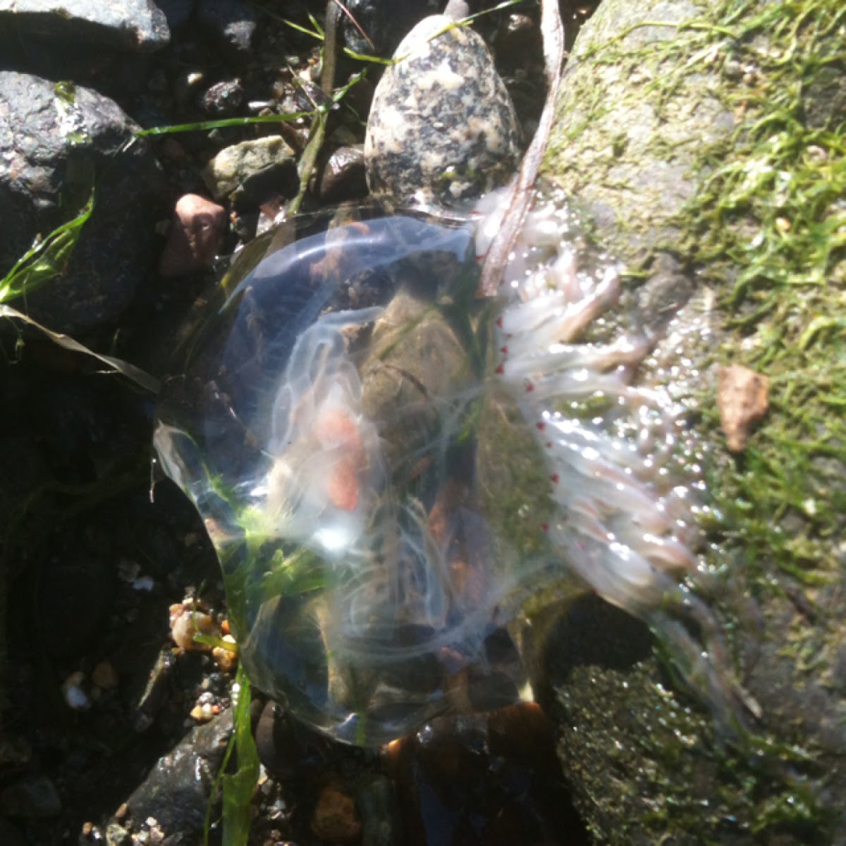 Red-eye Jellyfish | Project Noah