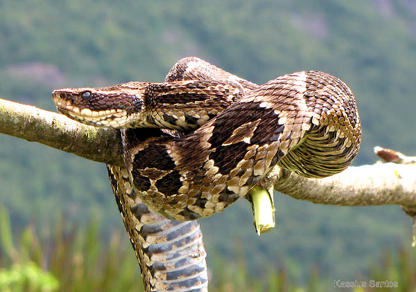 Urutú | Project Noah