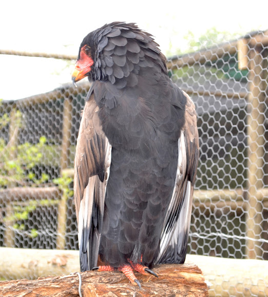 Bateleur Eagle | Project Noah
