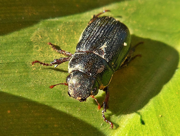 Sugarcane Beetle | Project Noah
