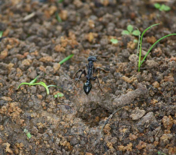 Inch Ants | Project Noah