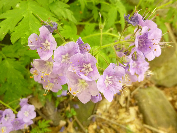 Fernleaf Phacelia | Project Noah